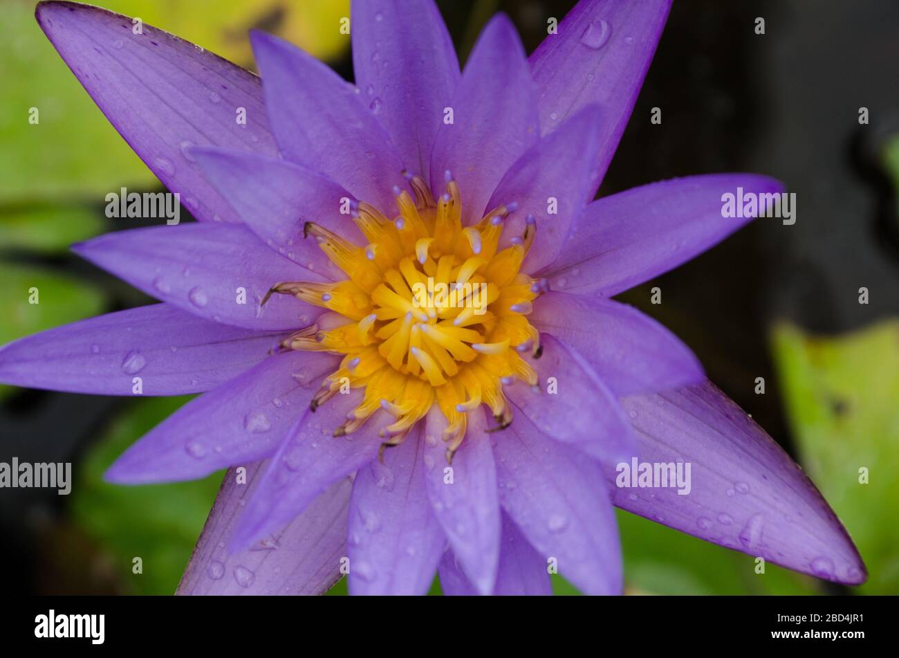 Lotus Flower is one of two extant species of aquatic plant in the ...