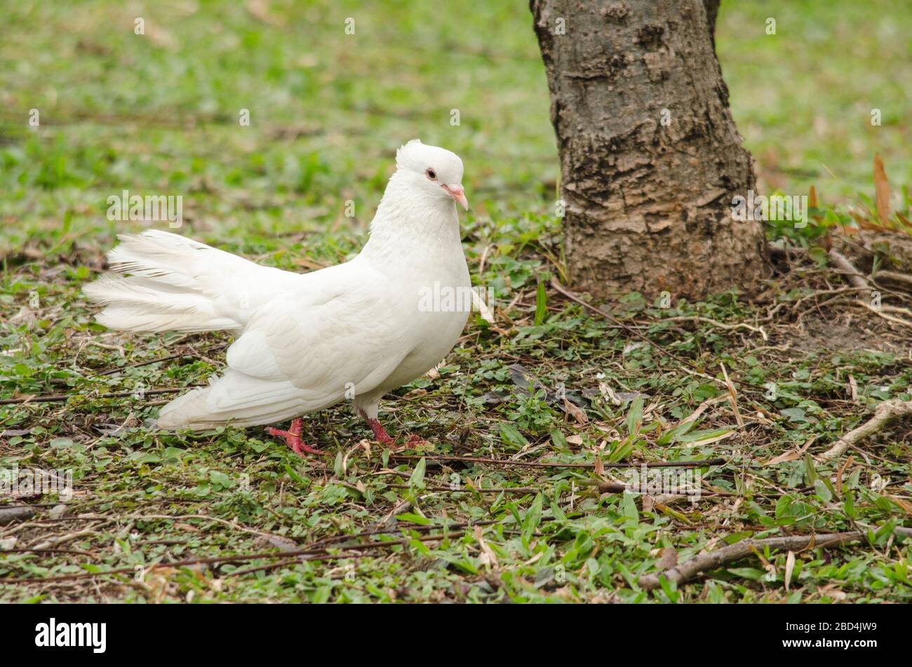 white rock pigeon includes the domestic pigeon, Escaped domestic ...