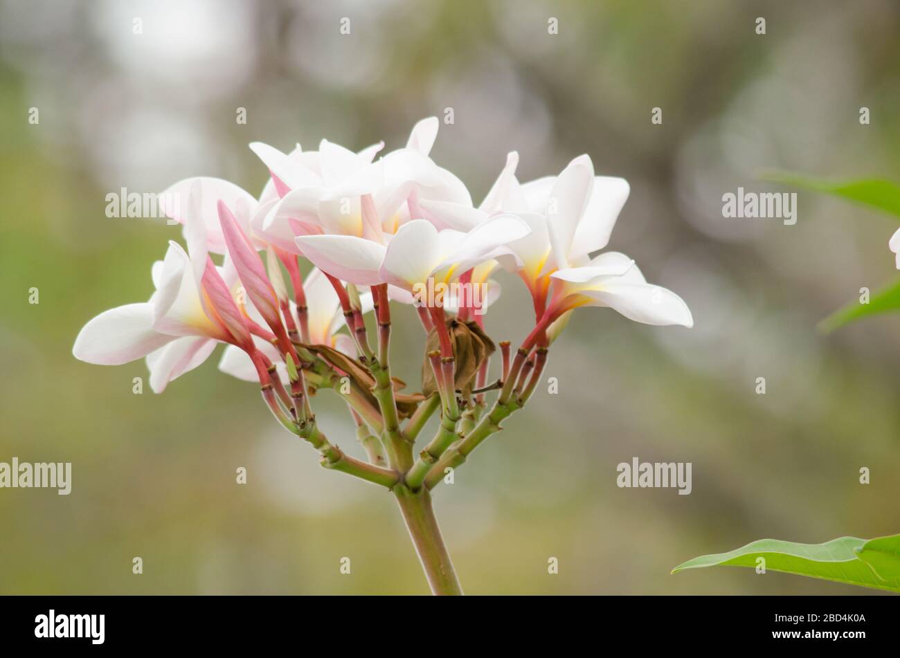 Most species are deciduous shrubs or small trees. are most fragrant at ...