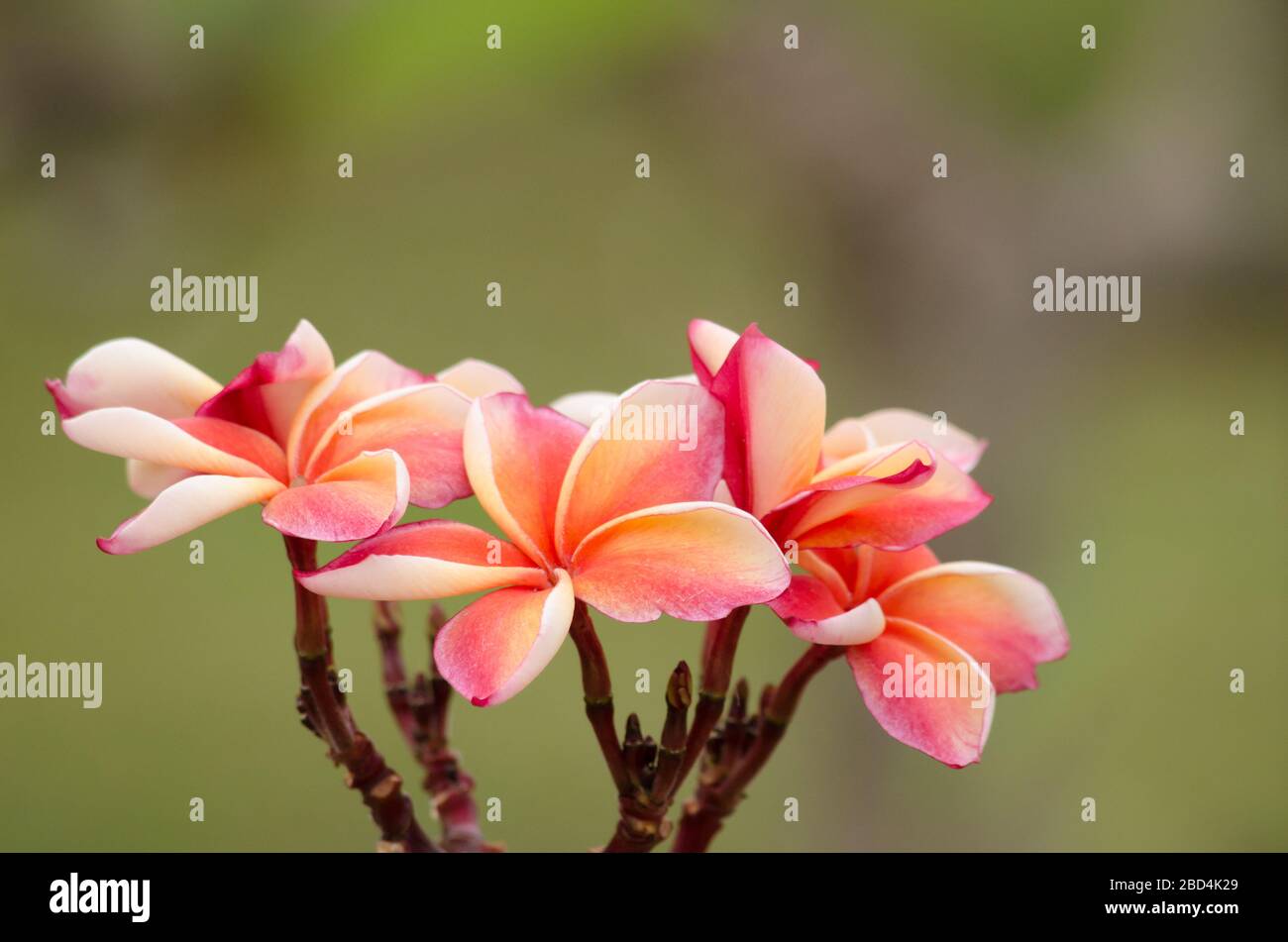 Most species are deciduous shrubs or small trees. are most fragrant at ...