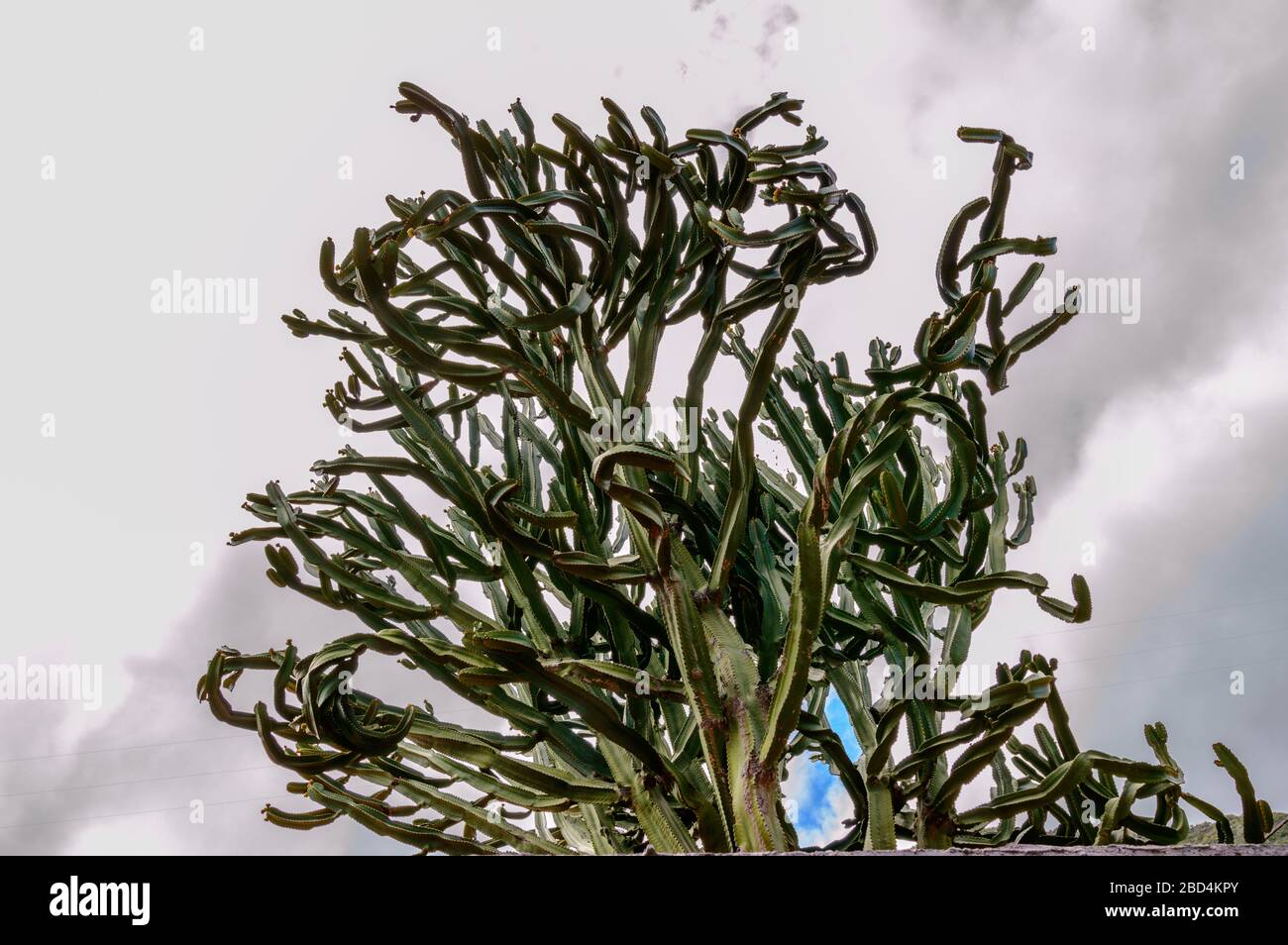 Curly cactus hi-res stock photography and images - Alamy