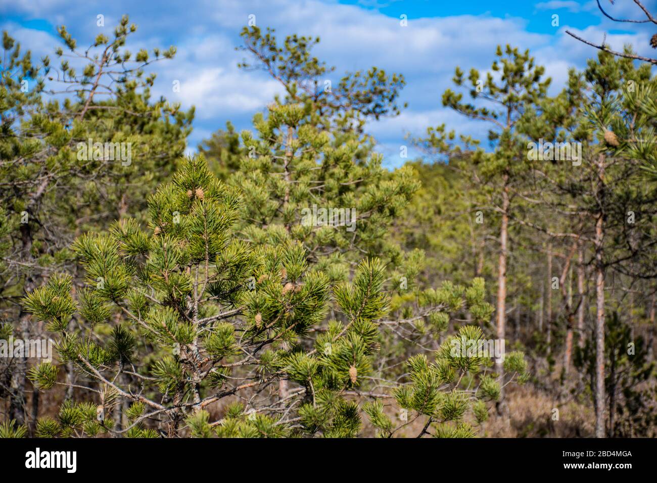 Young pine trees in a forest in spring with blue sky and clouds Stock ...