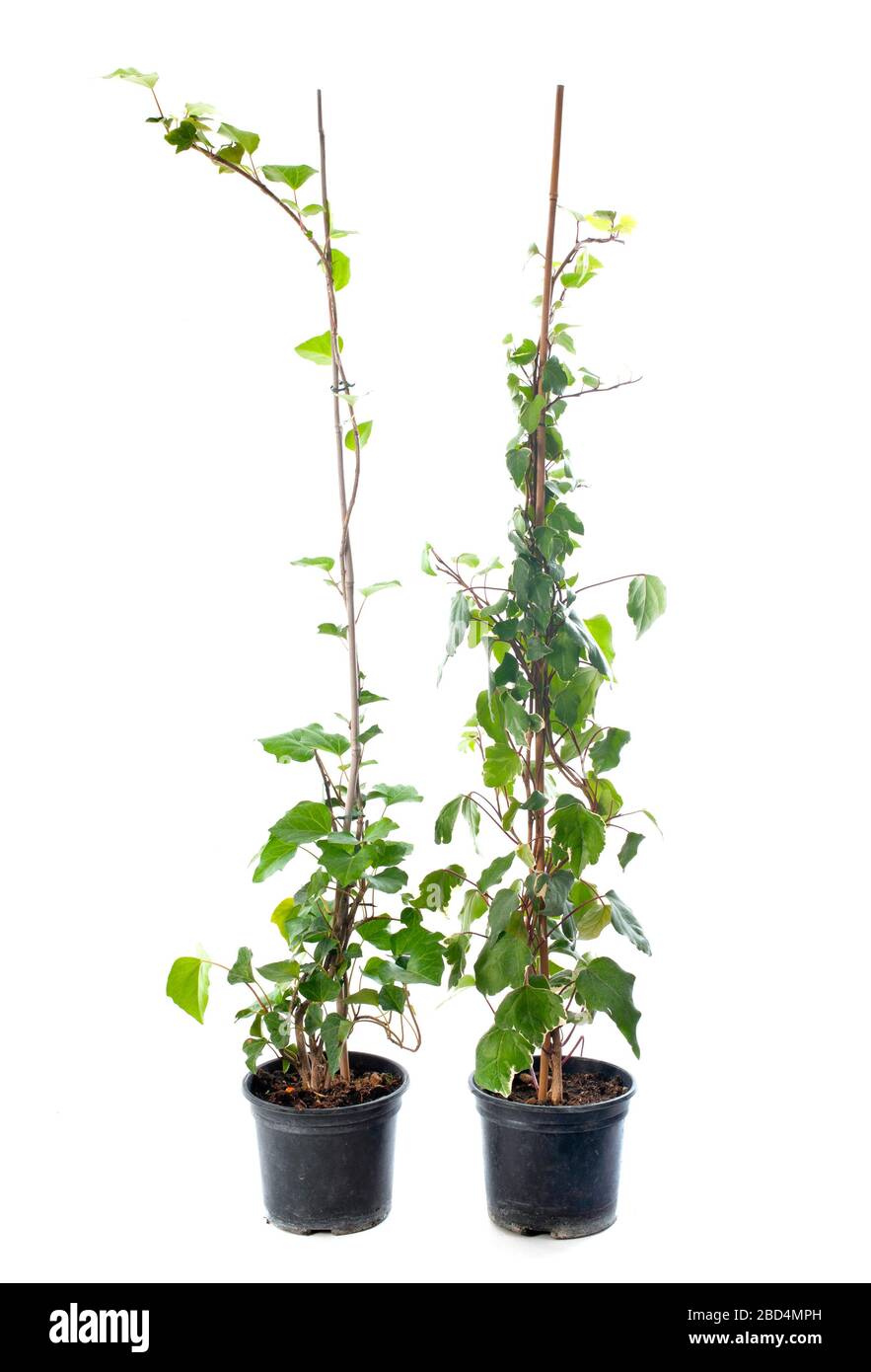 White variegated ivy Cut Out Stock Images & Pictures - Alamy