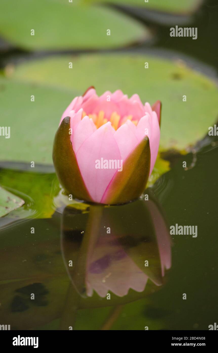 Lotus Flower is one of two extant species of aquatic plant in the ...