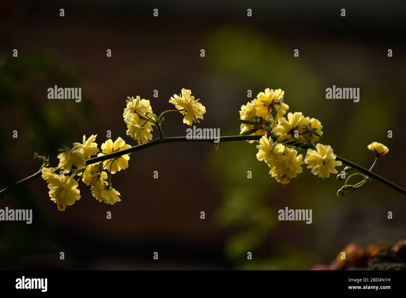 Branch of roses hi-res stock photography and images - Alamy