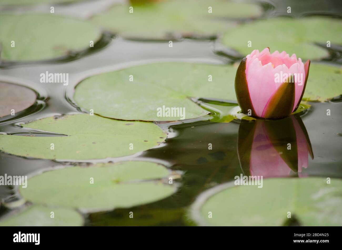 Lotus Flower is one of two extant species of aquatic plant in the ...
