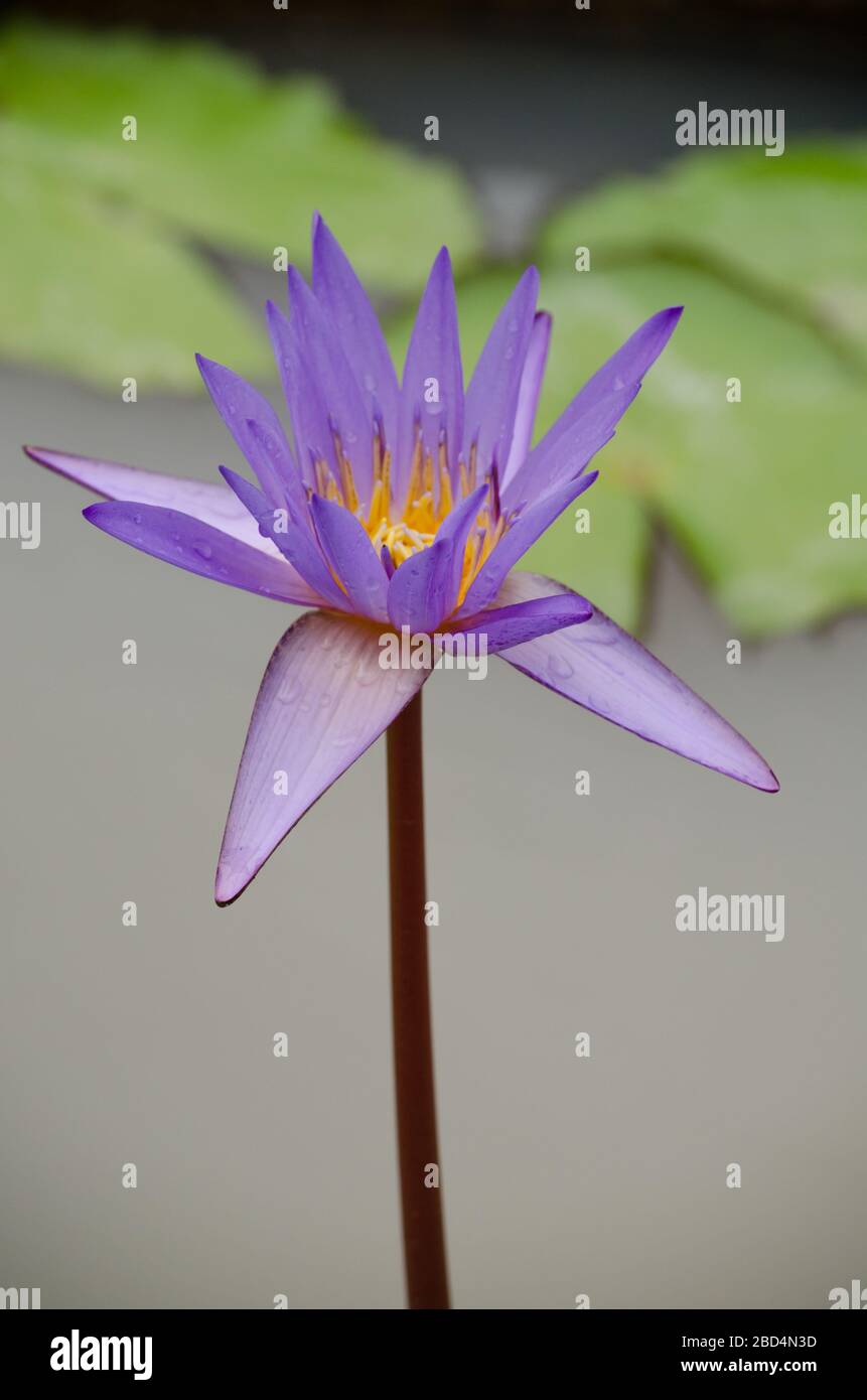 Lotus Flower is one of two extant species of aquatic plant in the ...