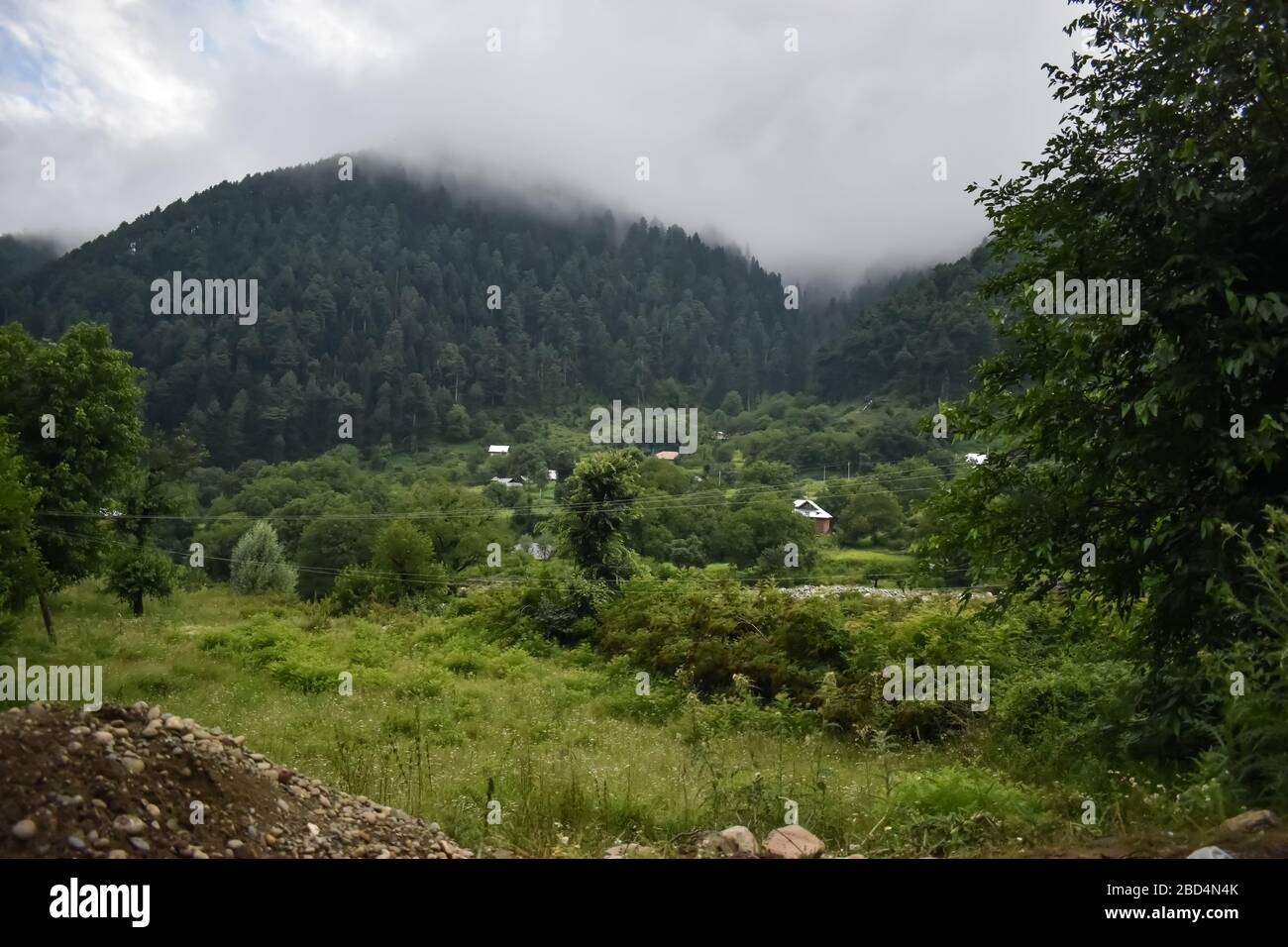 Kashmir tree hi-res stock photography and images - Alamy