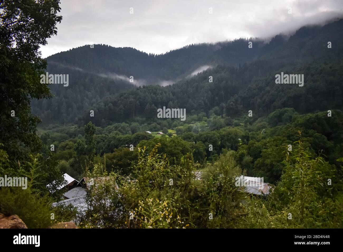 Kashmir tree hi-res stock photography and images - Alamy