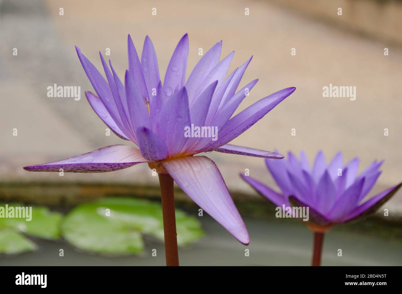 Lotus Flower is one of two extant species of aquatic plant in the ...