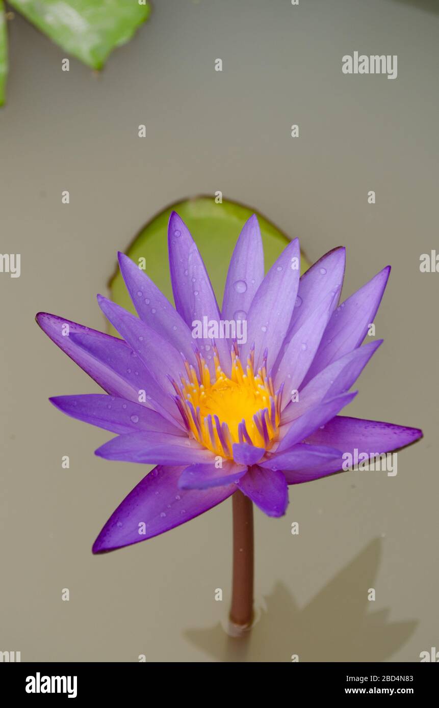 Lotus Flower is one of two extant species of aquatic plant in the ...