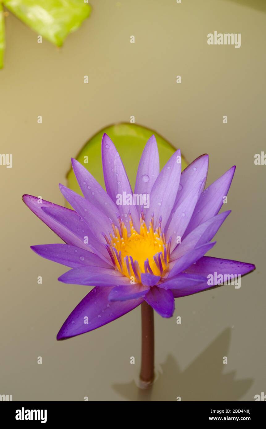 Lotus Flower is one of two extant species of aquatic plant in the ...