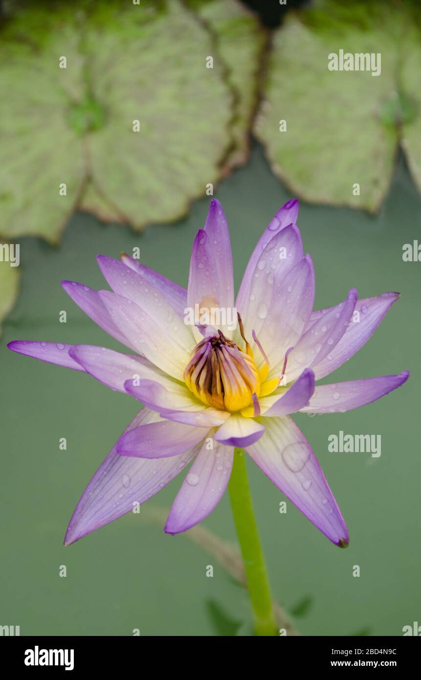 Lotus Flower is one of two extant species of aquatic plant in the ...