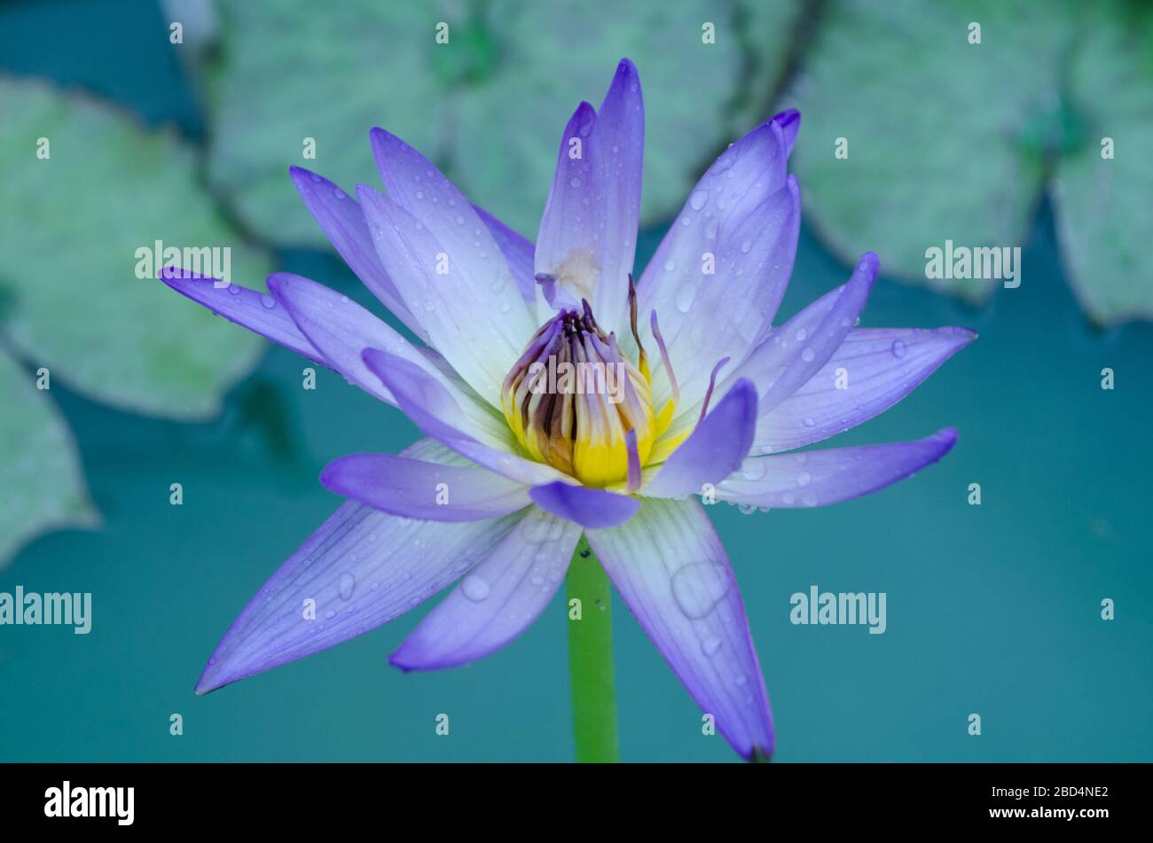Lotus Flower is one of two extant species of aquatic plant in the ...