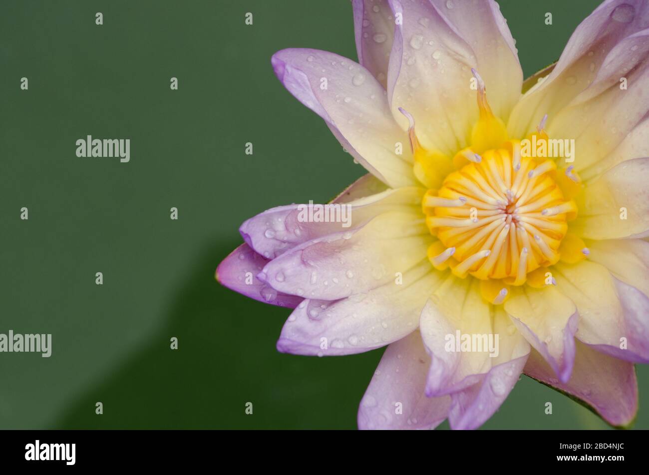 Lotus Flower is one of two extant species of aquatic plant in the ...