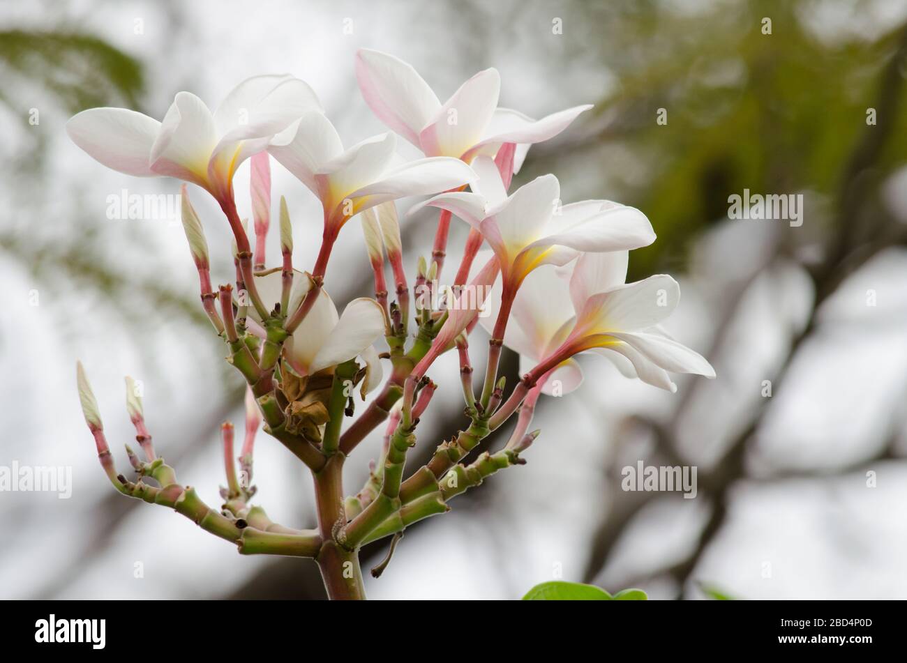 Most species are deciduous shrubs or small trees. are most fragrant at ...