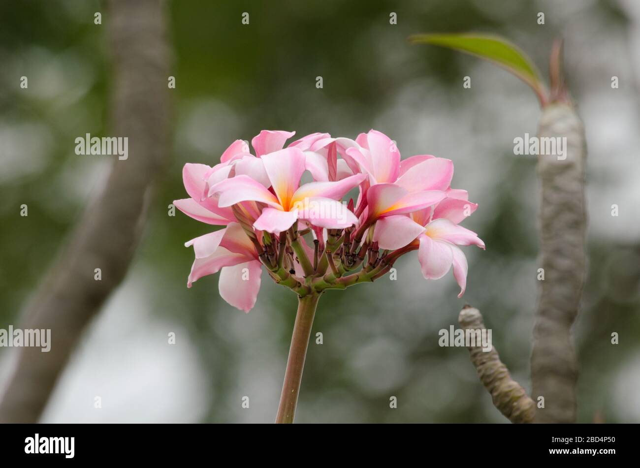 Most species are deciduous shrubs or small trees. are most fragrant at ...