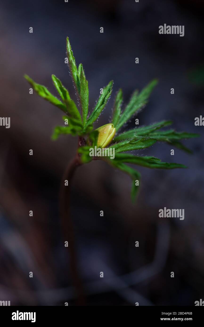 Anemones buds. First spring forest flowers. View of first bud of spring ...