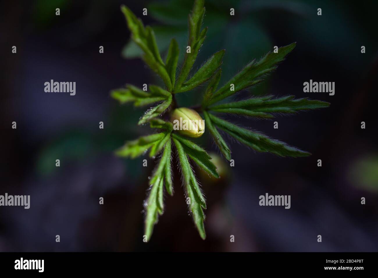 Anemones buds. First spring forest flowers. View of first bud of spring ...