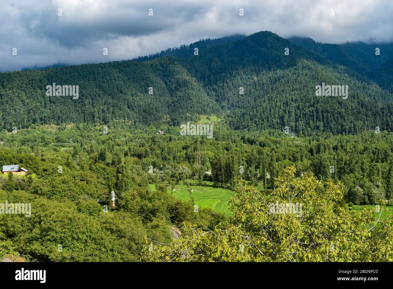 Beautiful view of Paddy fields with beautiful blue sky at Pahalgam ...