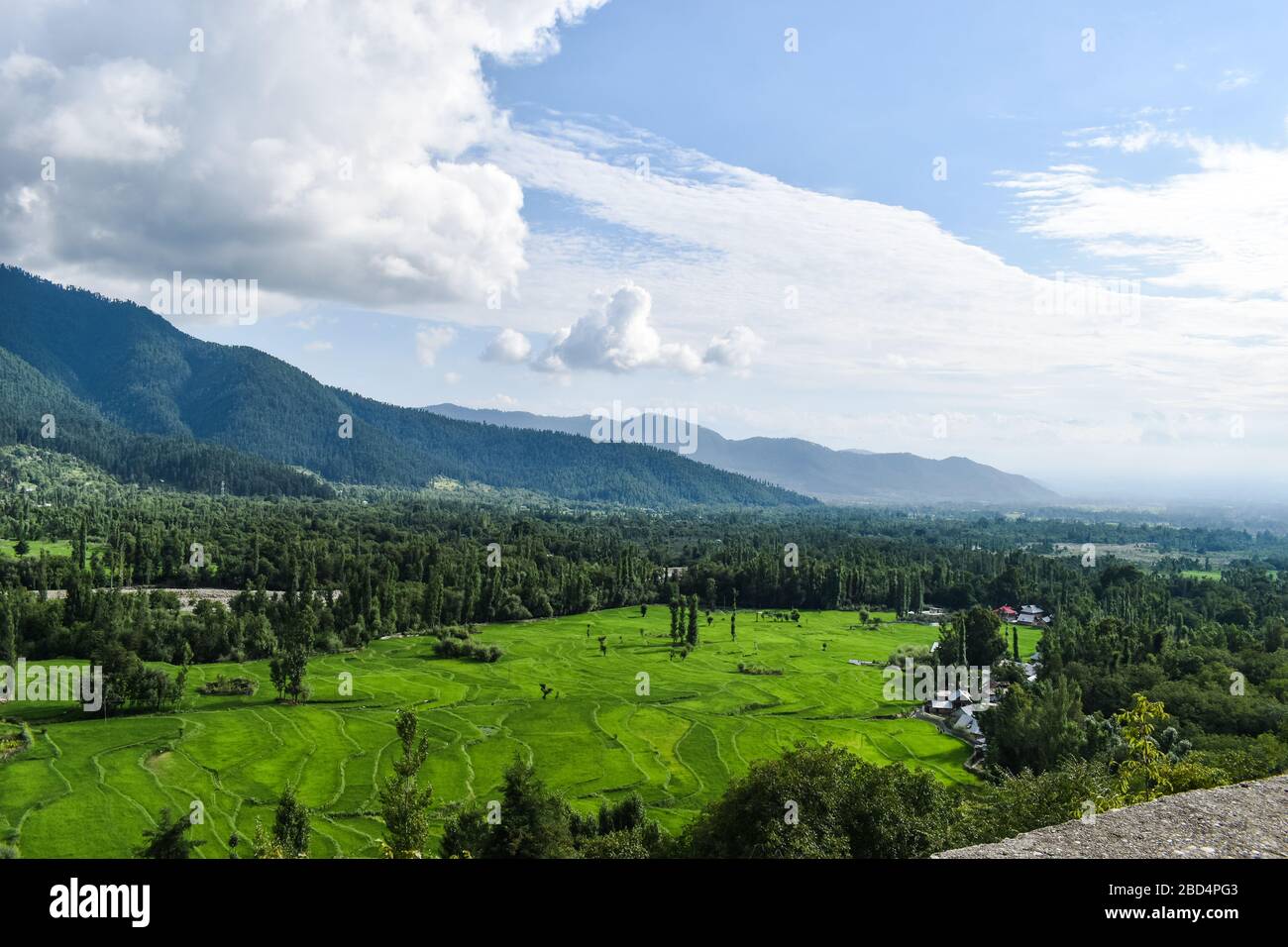 Beautiful view of Paddy fields with beautiful blue sky at Pahalgam ...