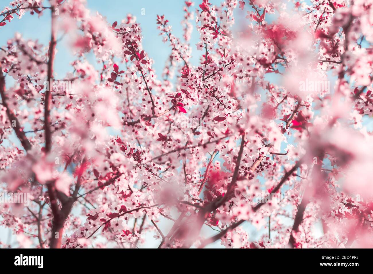 Spring background in the form of flowering tree branches with pink ...