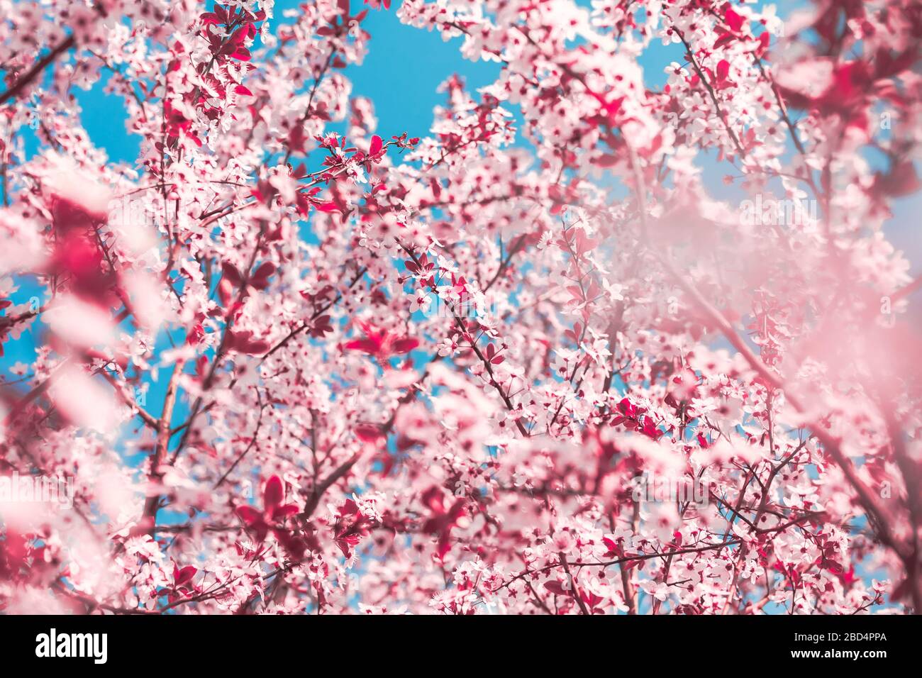 Spring background in the form of flowering tree branches with pink ...