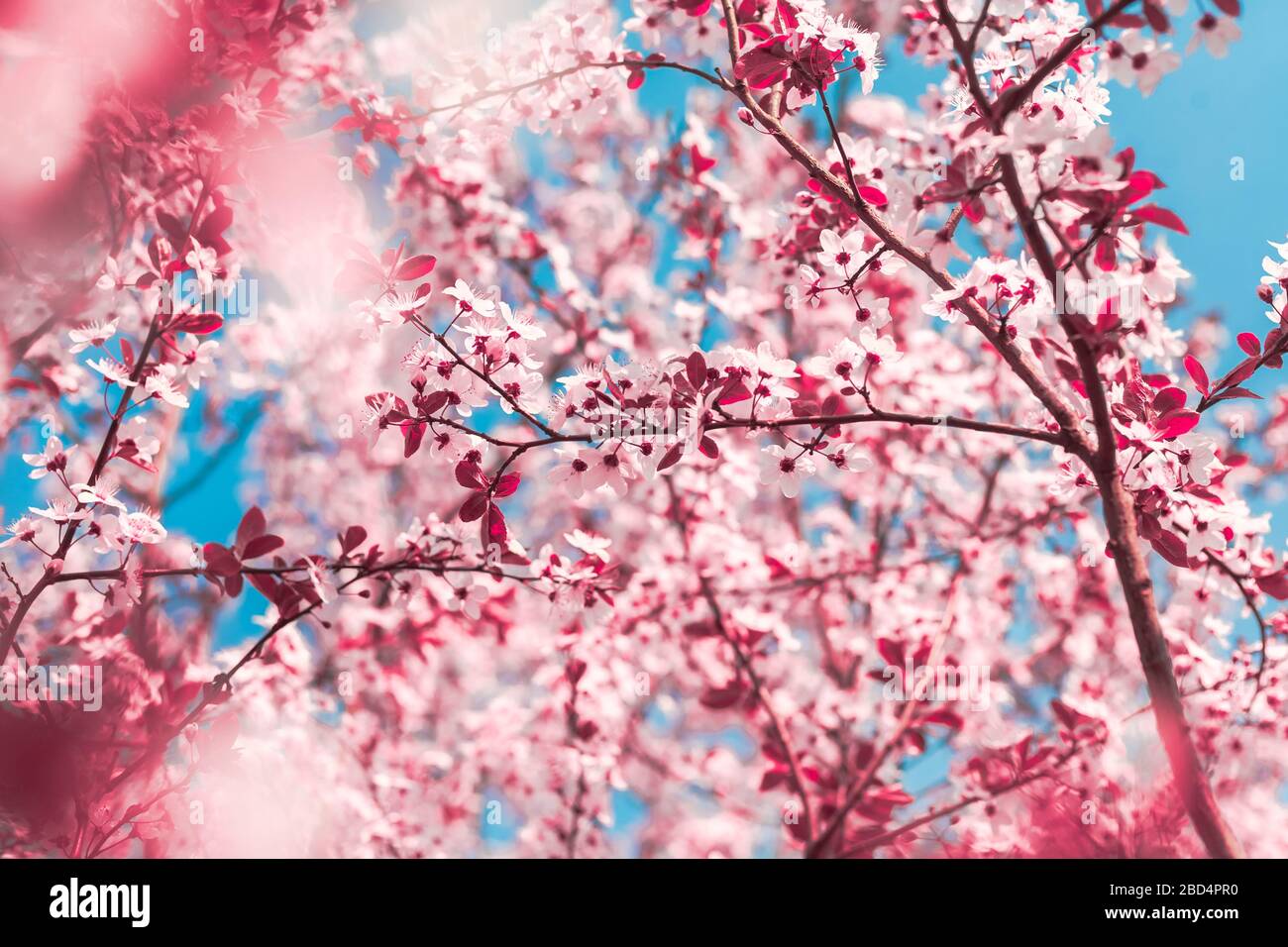 Spring background in the form of flowering tree branches with pink ...