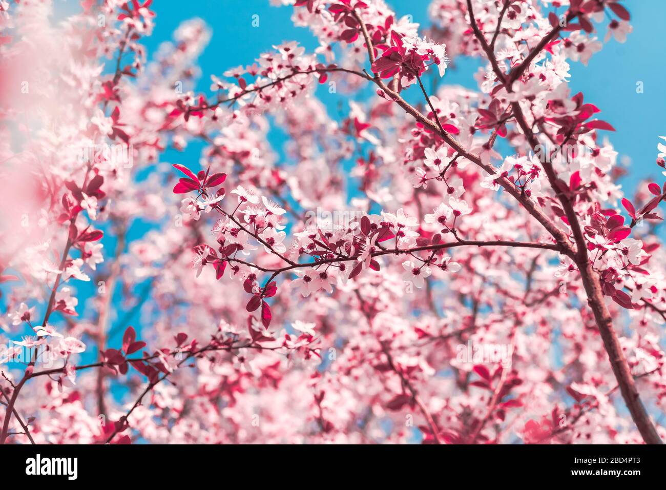 Spring background in the form of flowering tree branches with pink ...
