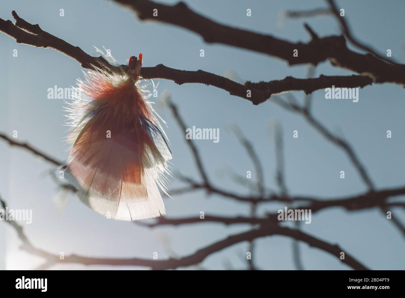 Feather diy hi-res stock photography and images - Alamy