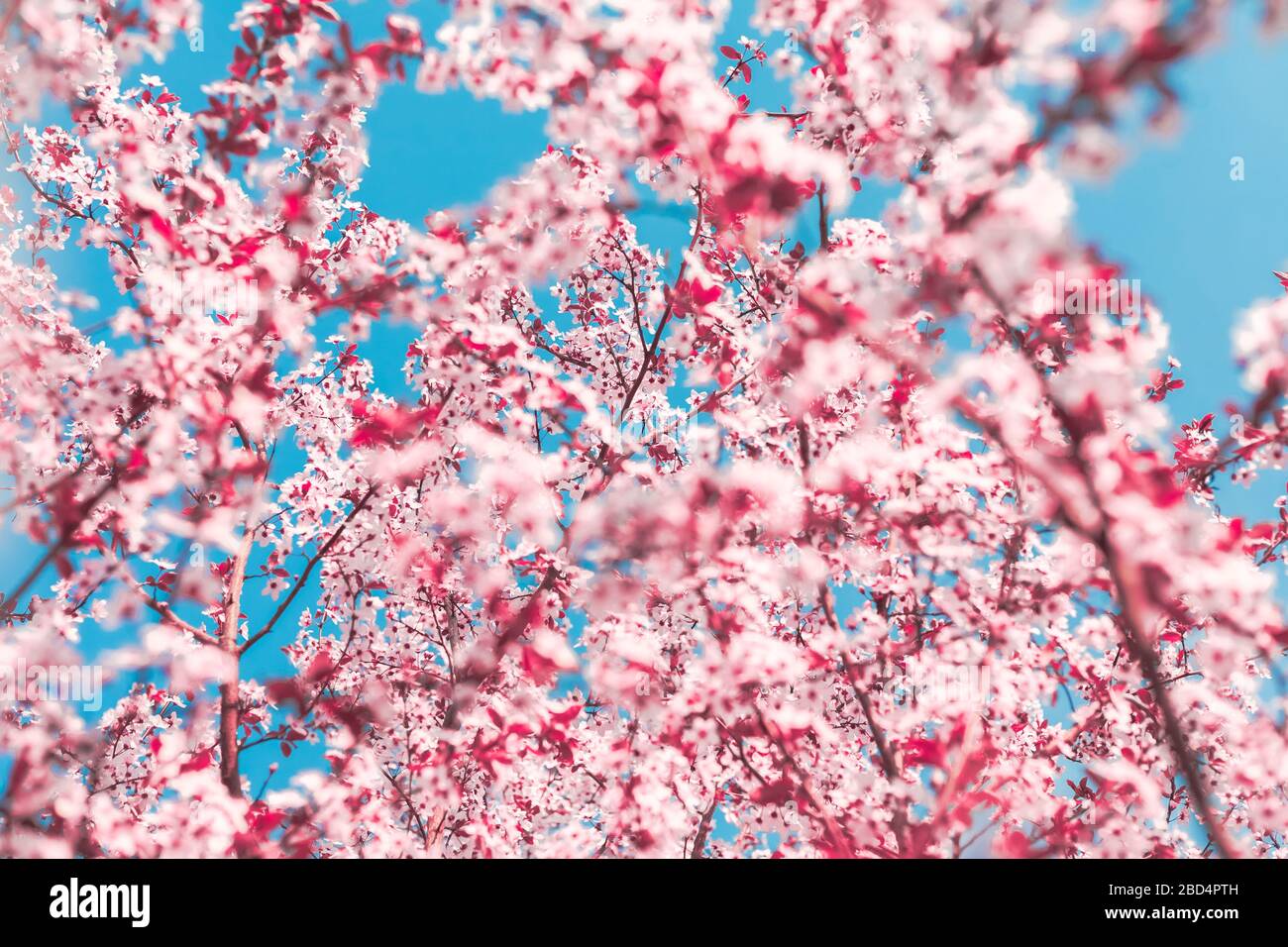 Spring background in the form of flowering tree branches with pink ...