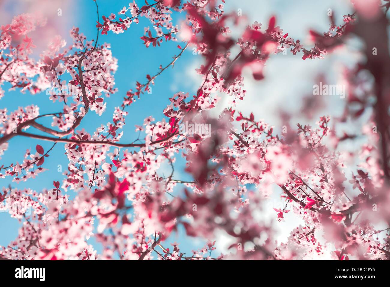 Spring background in the form of flowering tree branches with pink ...