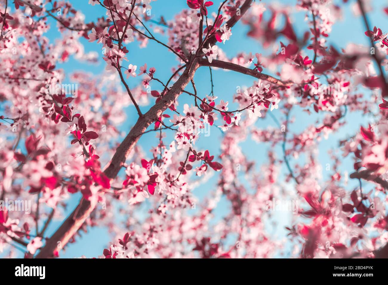 Spring background in the form of flowering tree branches with pink ...