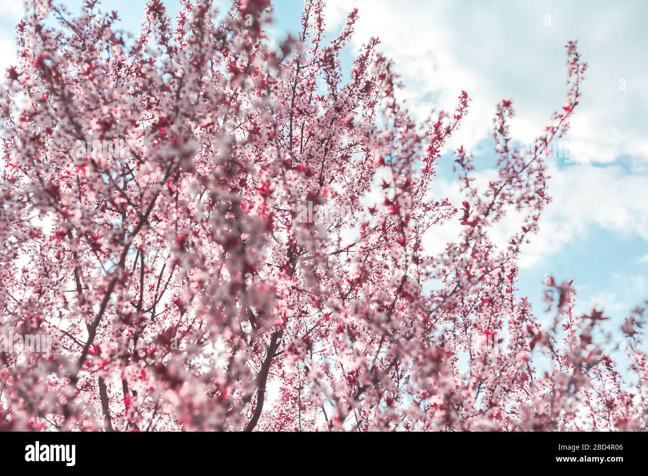 Spring background in the form of flowering tree branches with pink ...