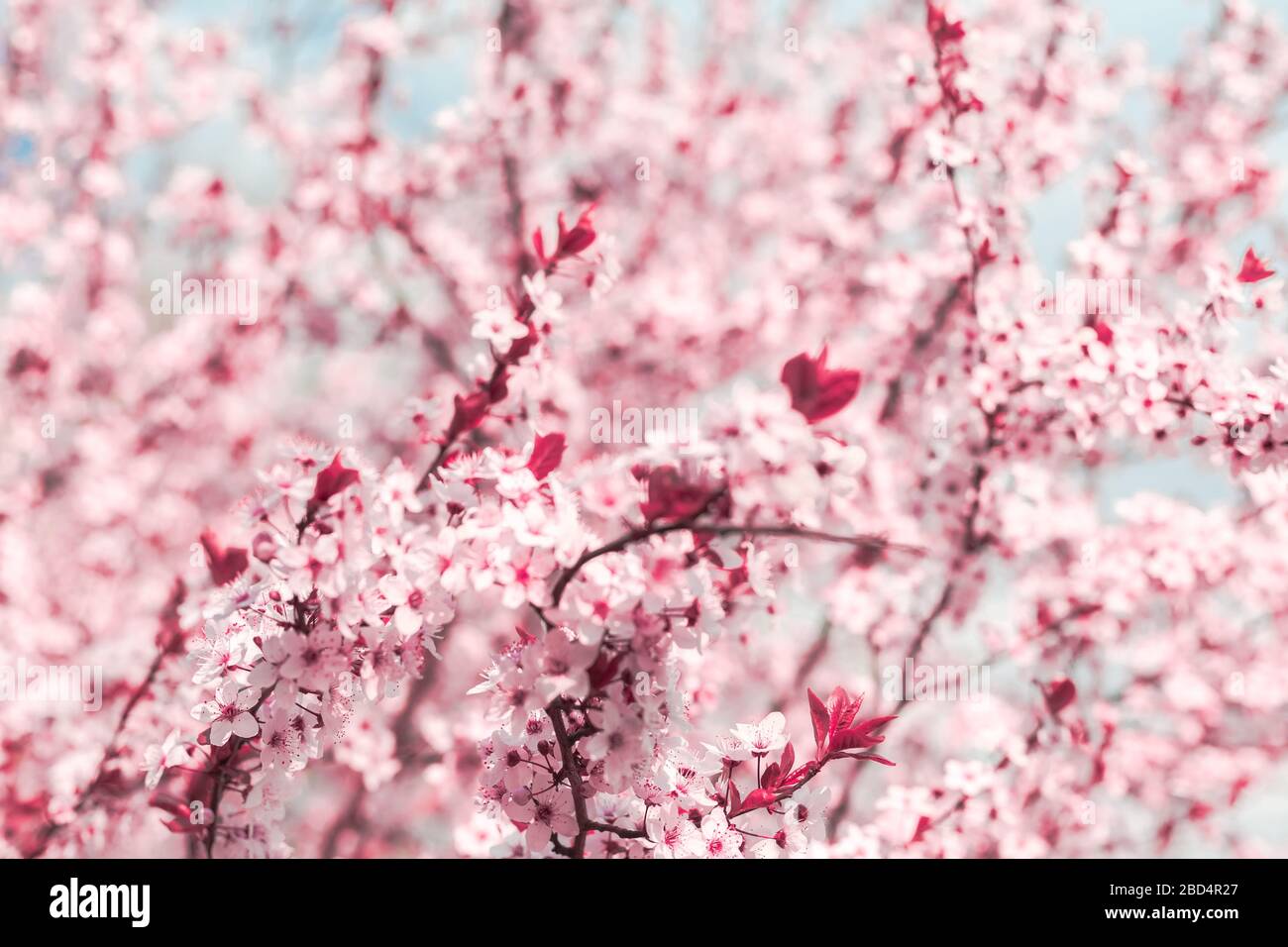 Spring background in the form of flowering tree branches with pink ...