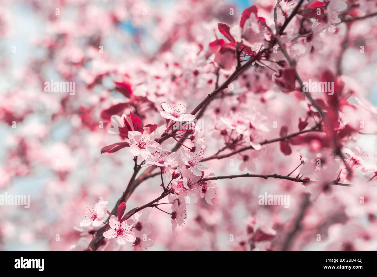 Spring background in the form of flowering tree branches with pink ...