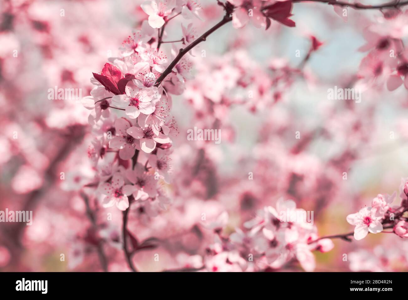 Spring background in the form of flowering tree branches with pink ...
