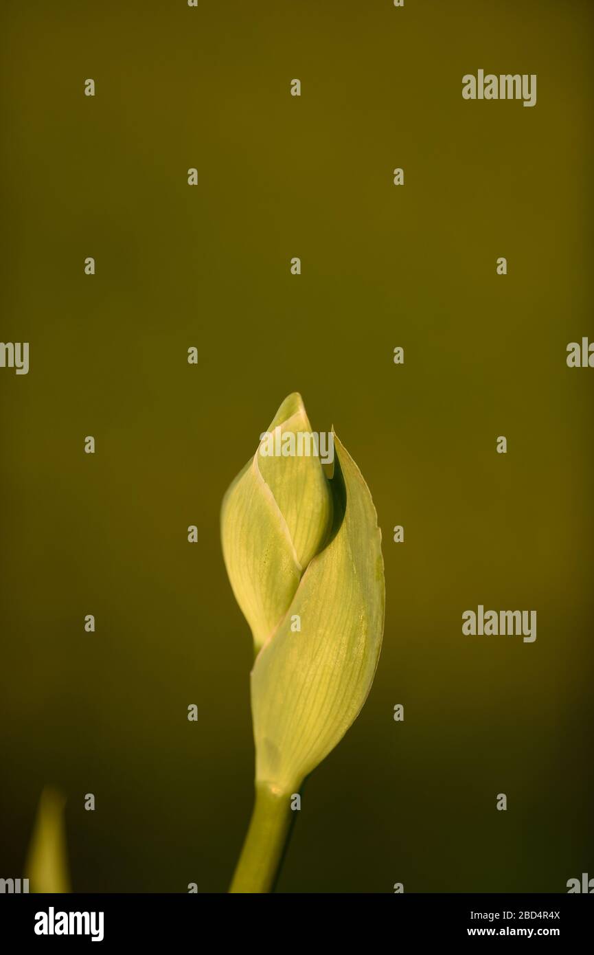 Singular day blooming flowers hi-res stock photography and images - Alamy