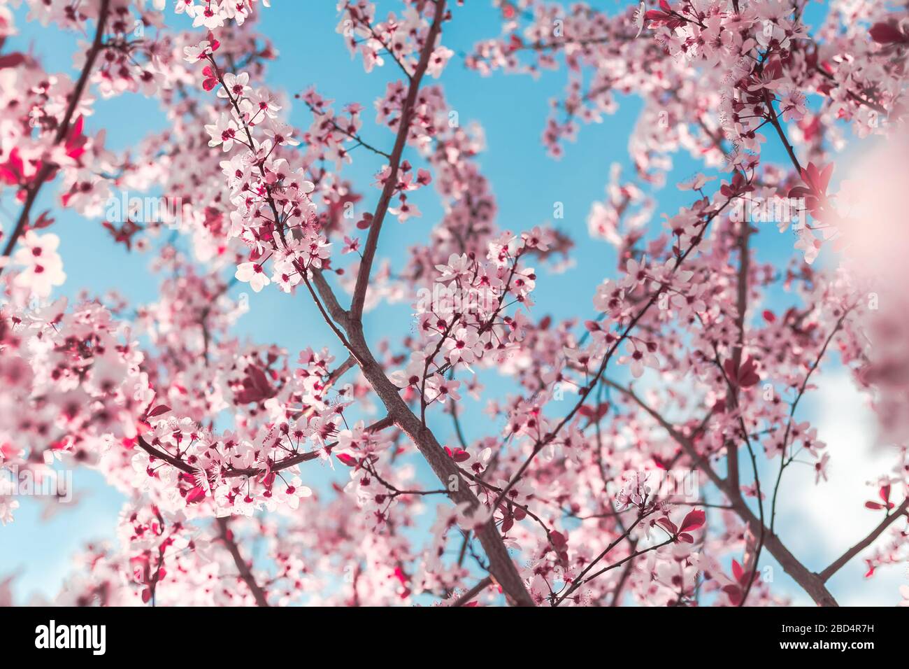 Spring background in the form of flowering tree branches with pink ...