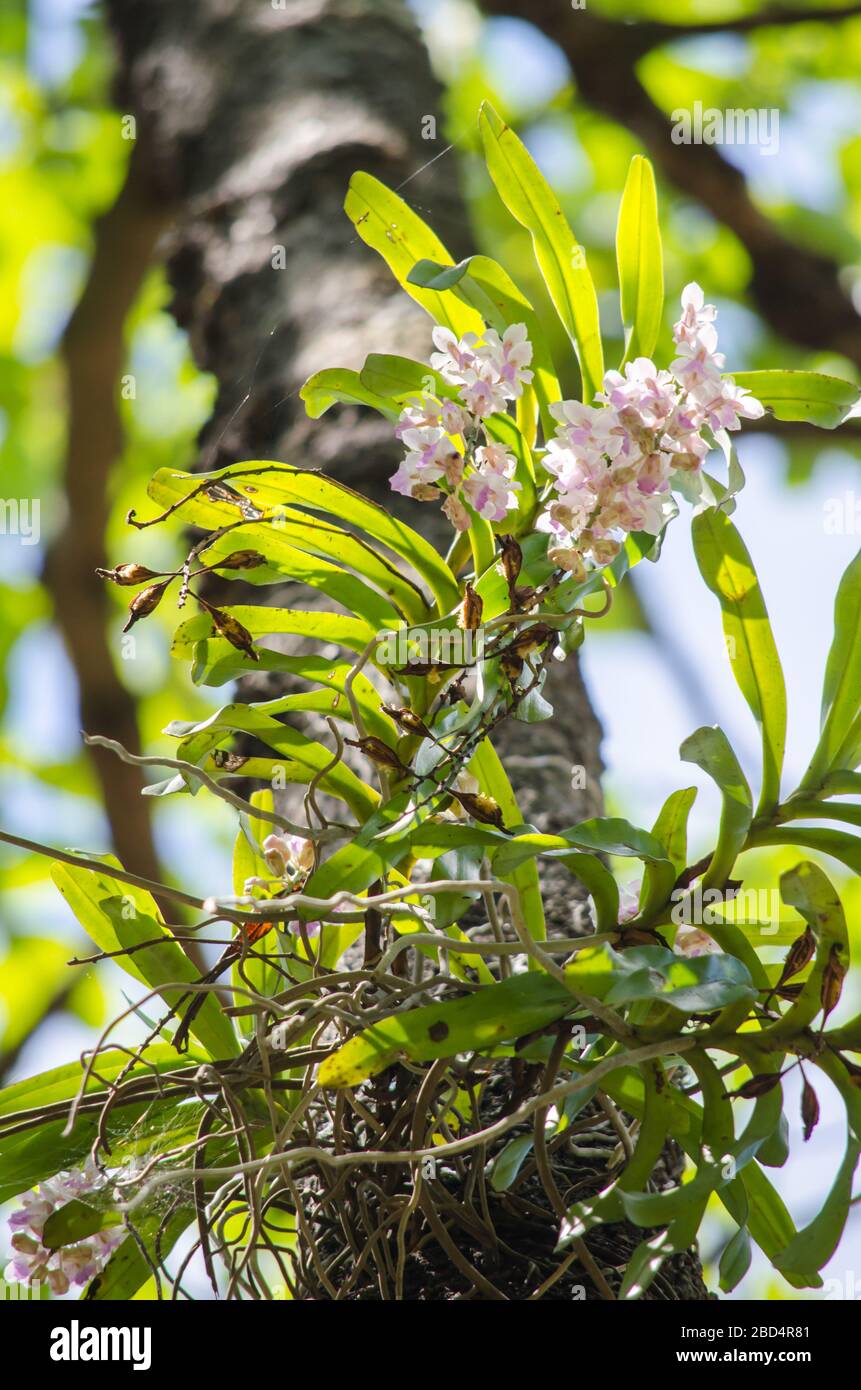 The Orchidaceae are a diverse and widespread family of flowering plants ...