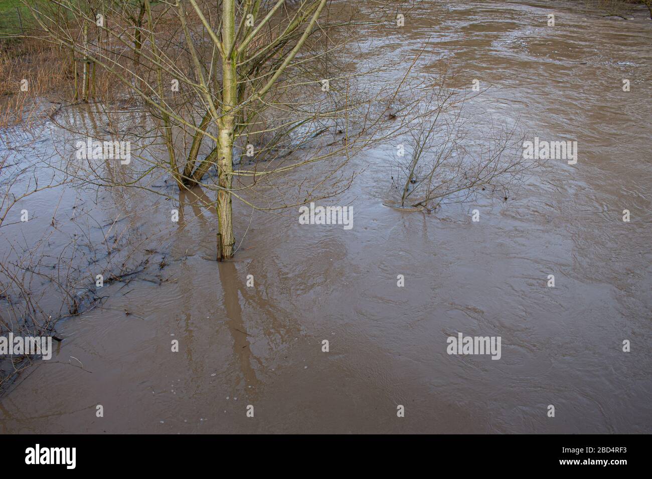 Tree standing in the current of a flood of dirty brown water Stock ...