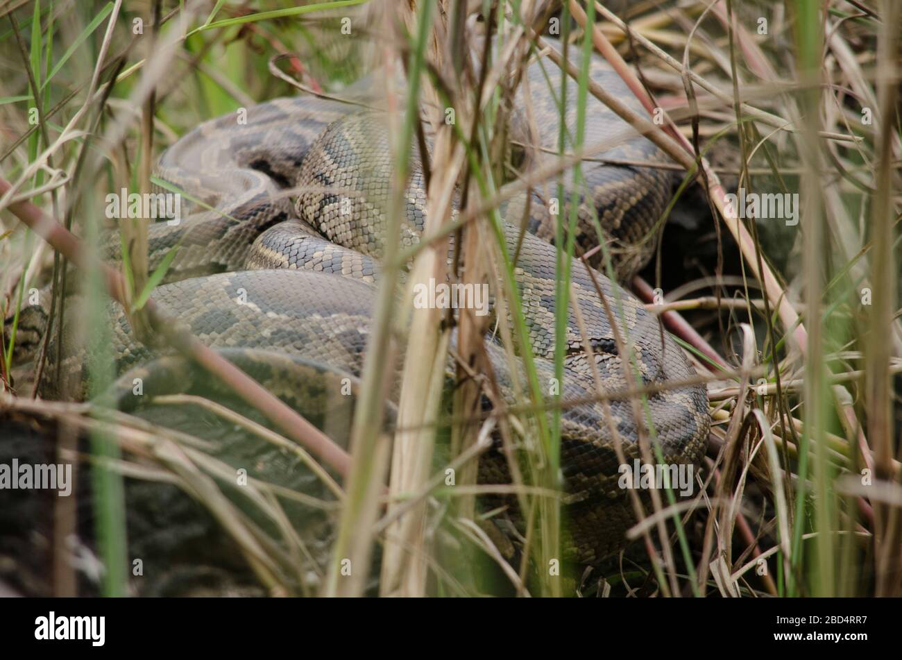 Southeast asia worlds longest snakes hi-res stock photography and ...