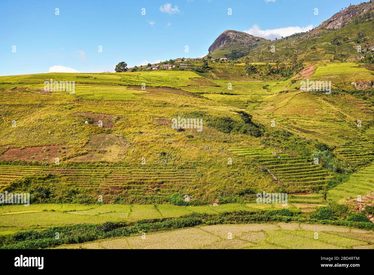 Typical Madagascar landscape - green and yellow rice terrace fields on ...