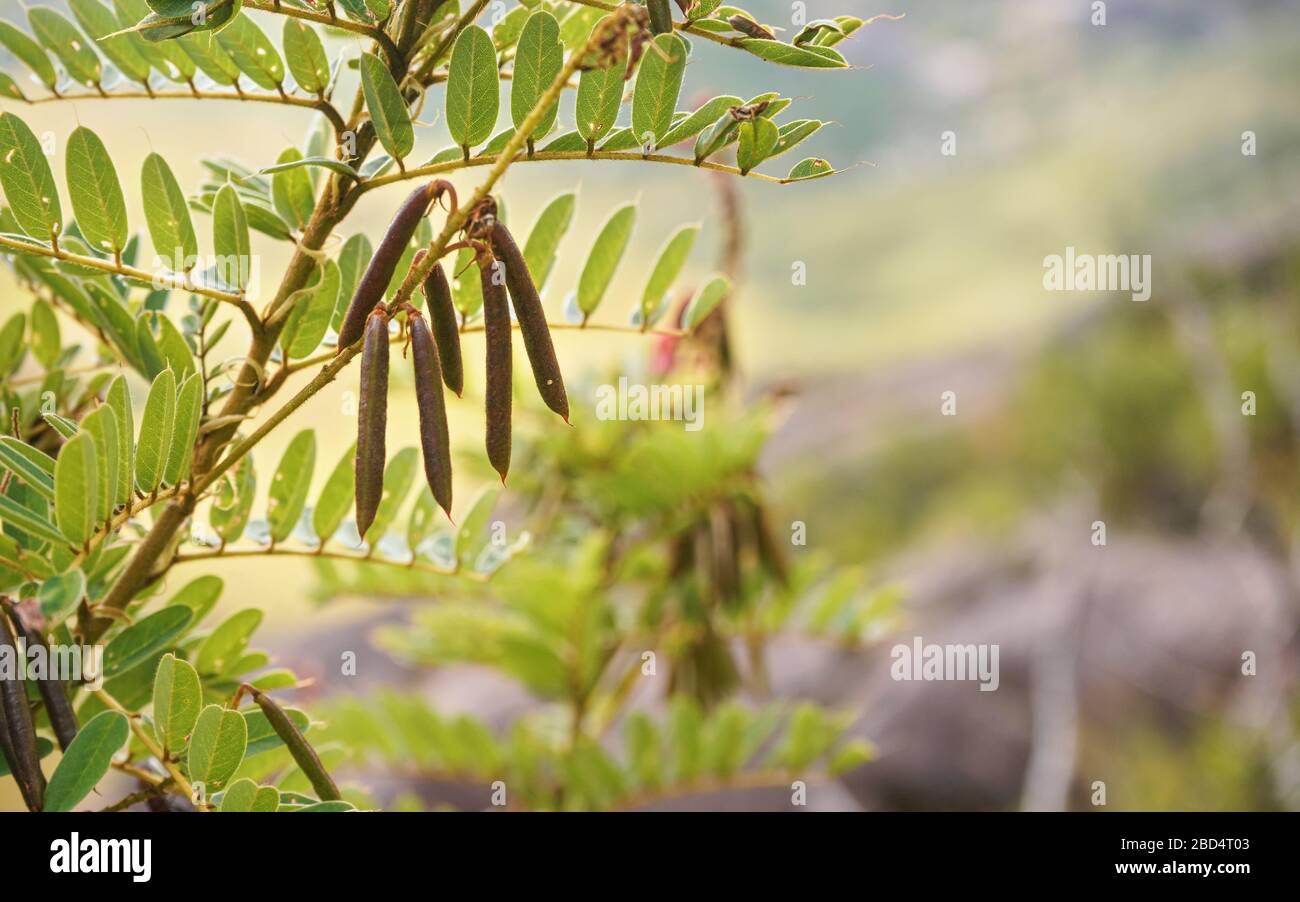 Local flora - small bushes with brown legume loment shells, most of it ...