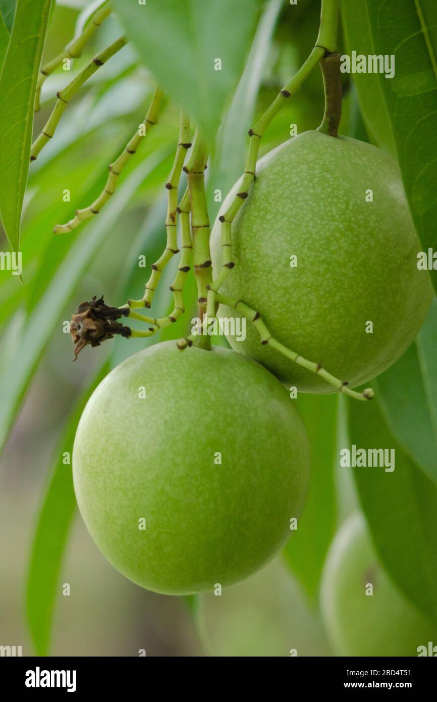 Cerbera odollam Gaertn is a dicotyledonous angiosperm, and commonly ...