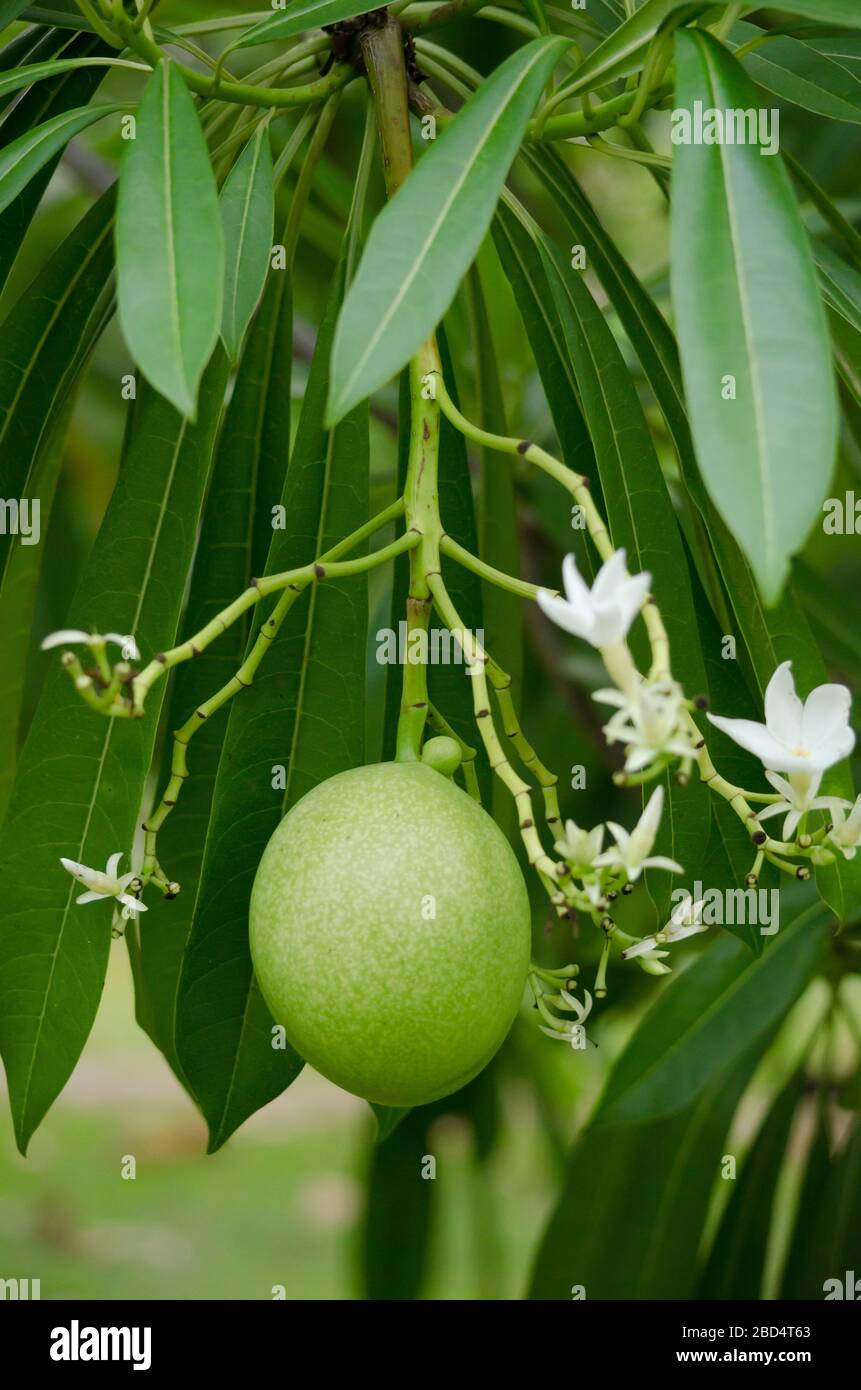 Cerbera odollam Gaertn is a dicotyledonous angiosperm, and commonly ...