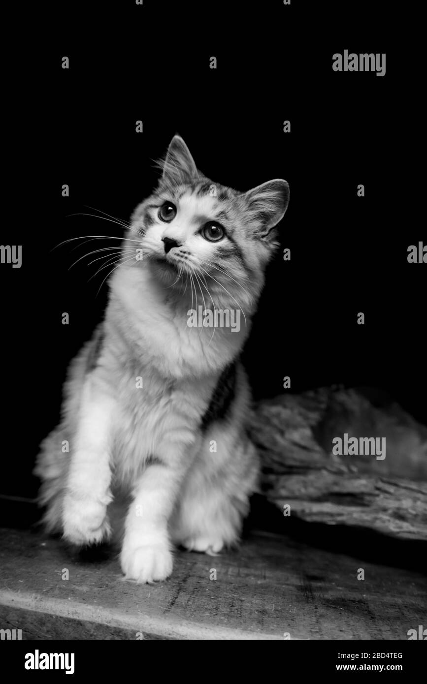 Ragamuffin Black and White Stock Photos & Images - Alamy