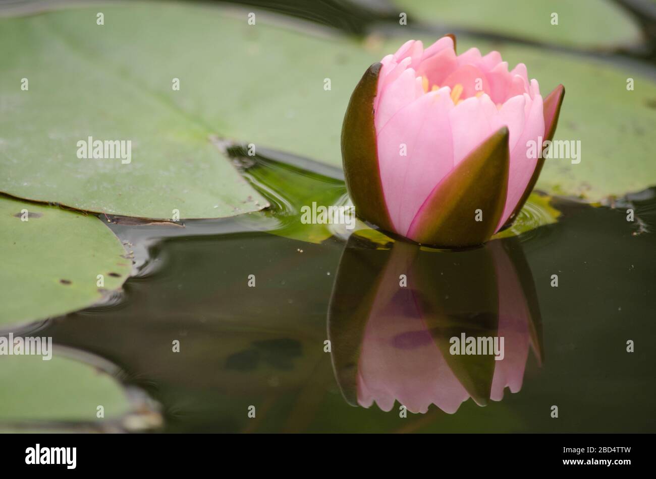 Lotus Flower is one of two extant species of aquatic plant in the ...