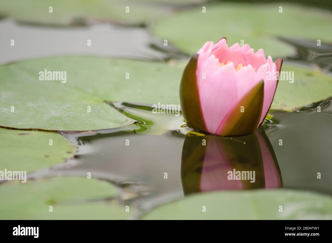Lotus Flower is one of two extant species of aquatic plant in the ...