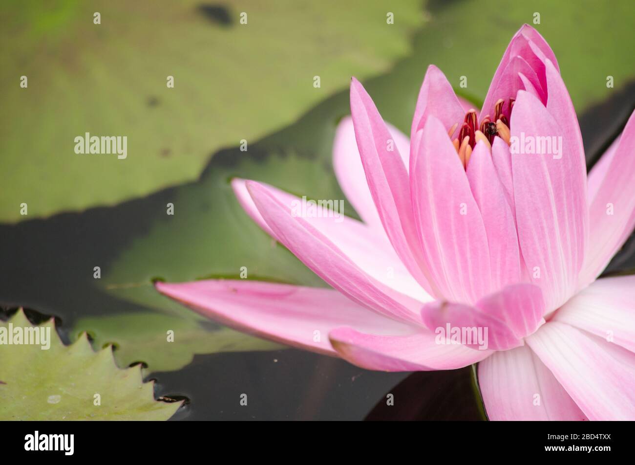 Lotus Flower is one of two extant species of aquatic plant in the ...